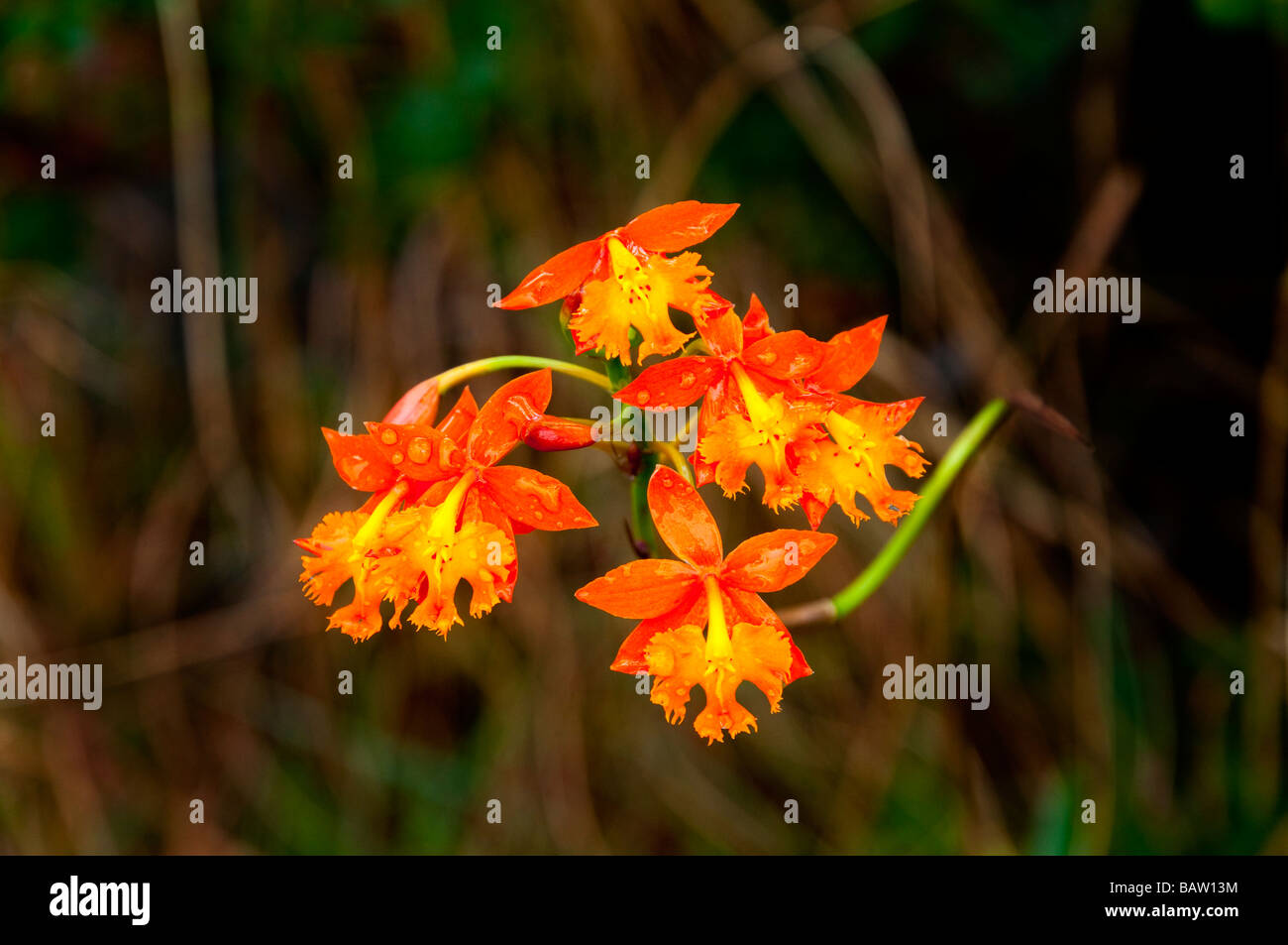 A cluster of orange Epidendrum radicans orchids in the Monteverde ...