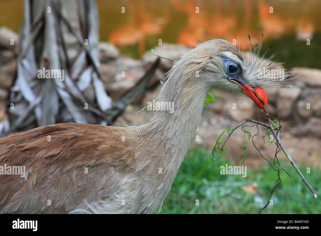 Red leg seriema hi-res stock photography and images - Alamy