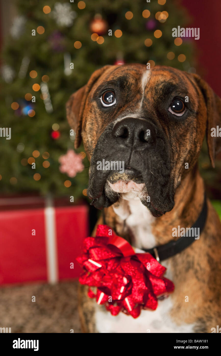 Christmas Boxer Puppies Wallpaper