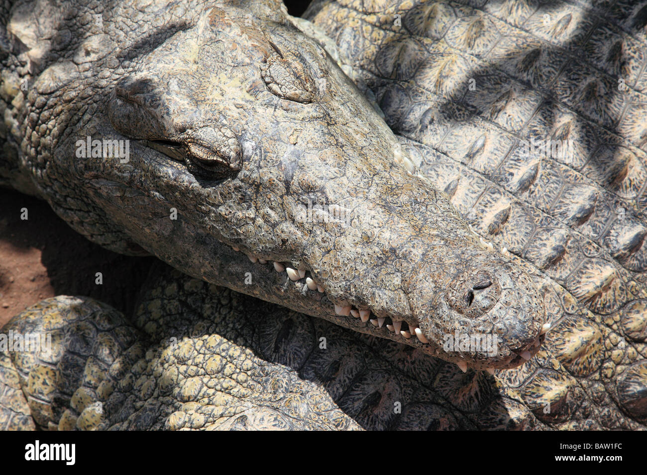 Reptile cayman hi-res stock photography and images - Alamy