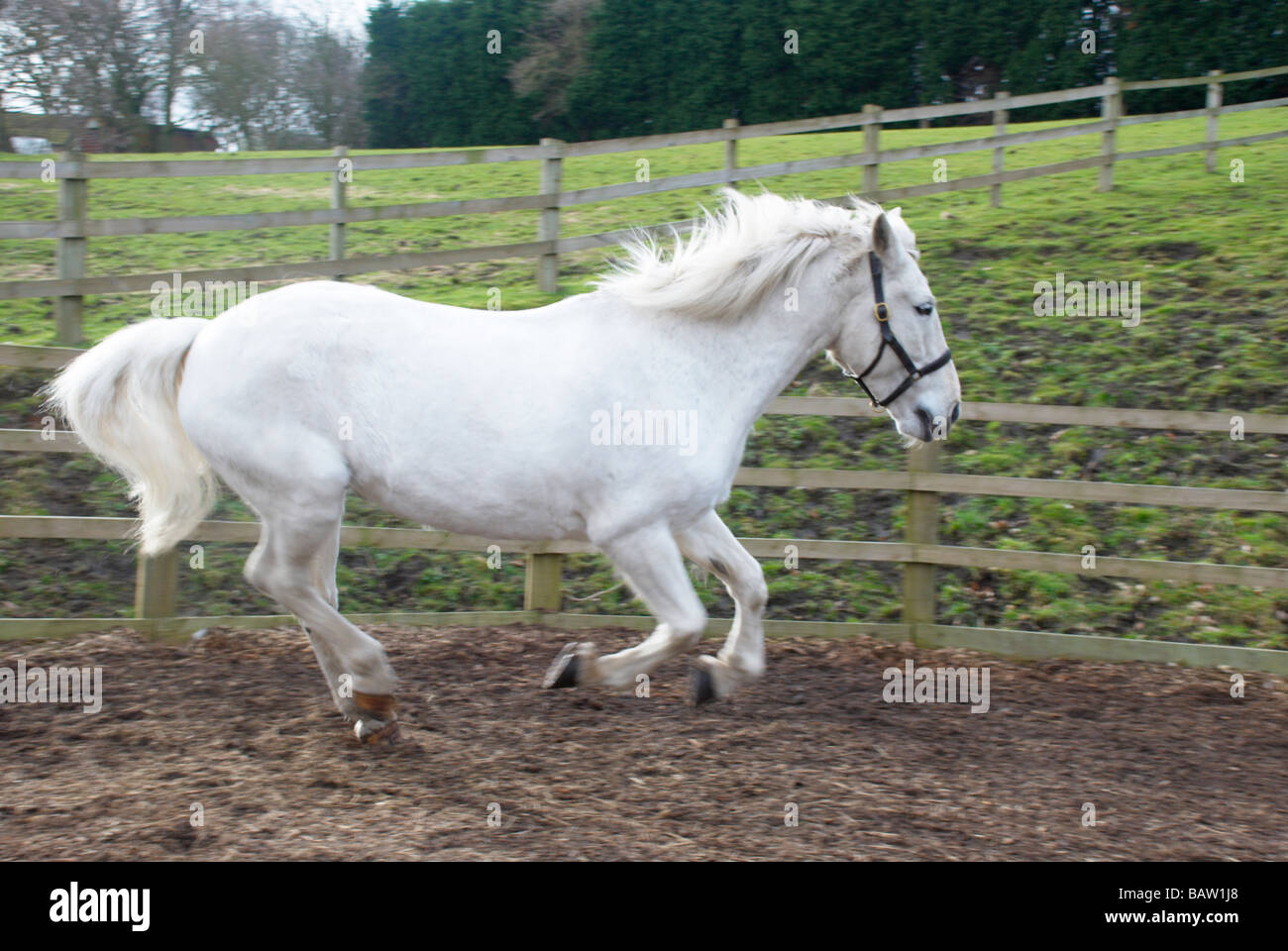 white horse running Stock Photo - Alamy