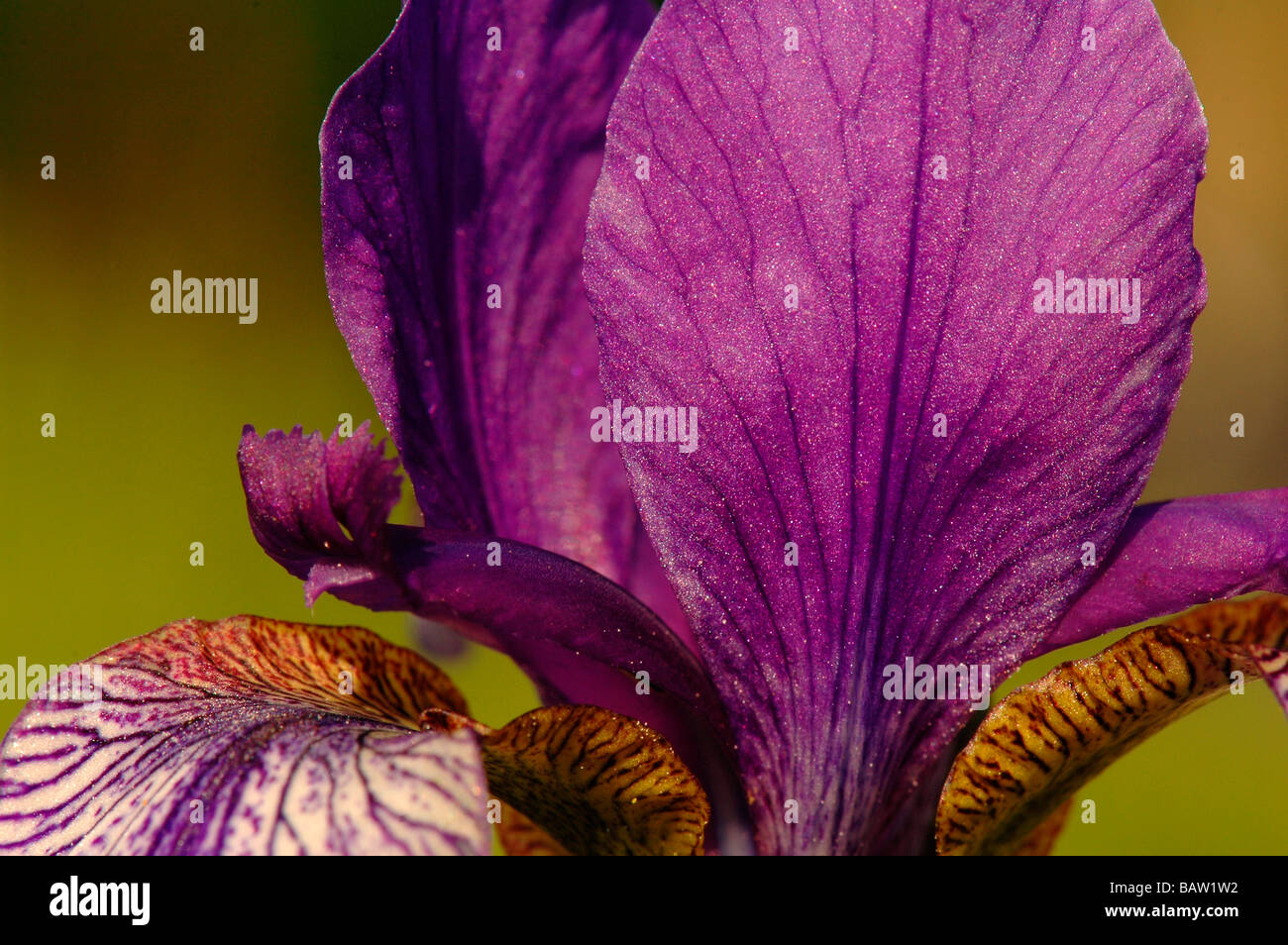 Rare iris hi-res stock photography and images - Alamy