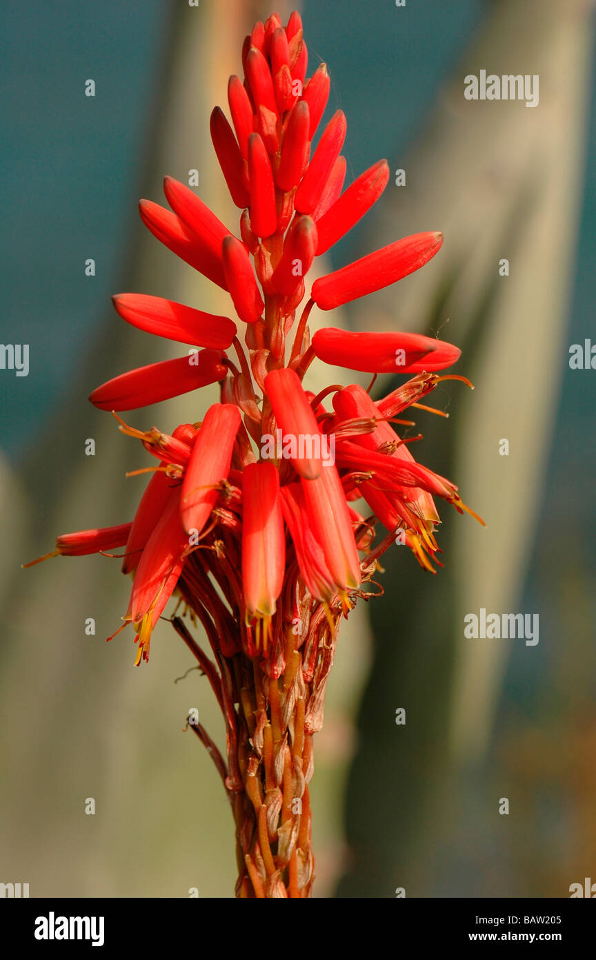 Aloe Vera red flower buds Stock Photo - Alamy
