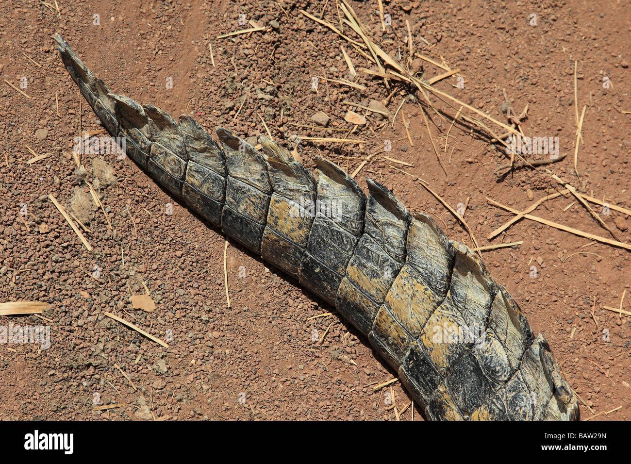 Crocodile tail hi-res stock photography and images - Alamy