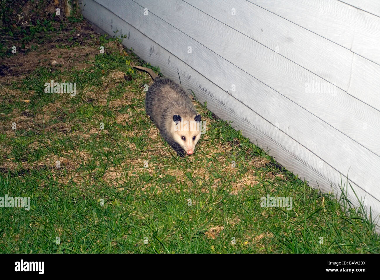 Opossum night hi-res stock photography and images - Alamy
