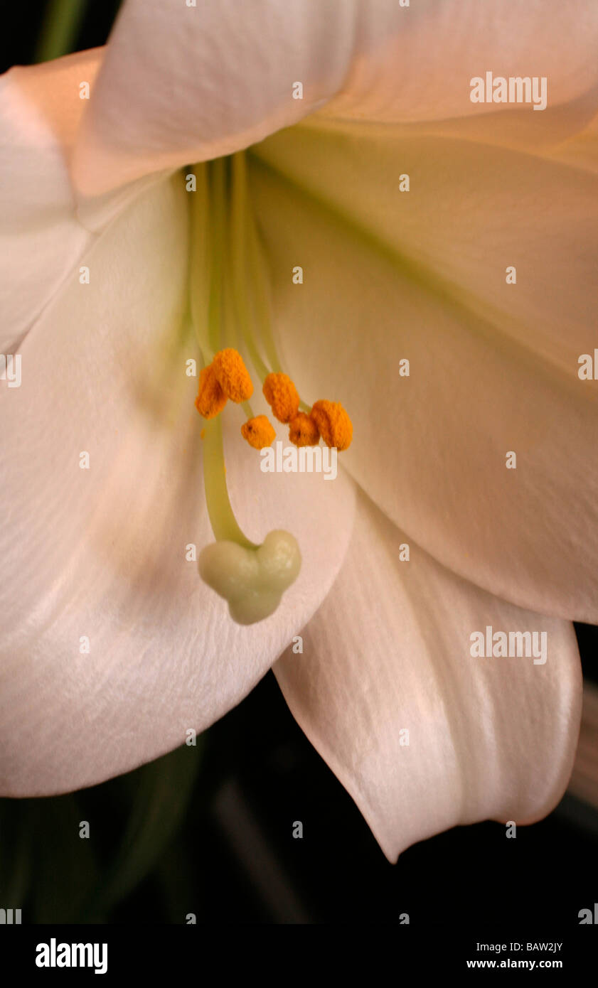 Beautiful white lily flower Stock Photo - Alamy