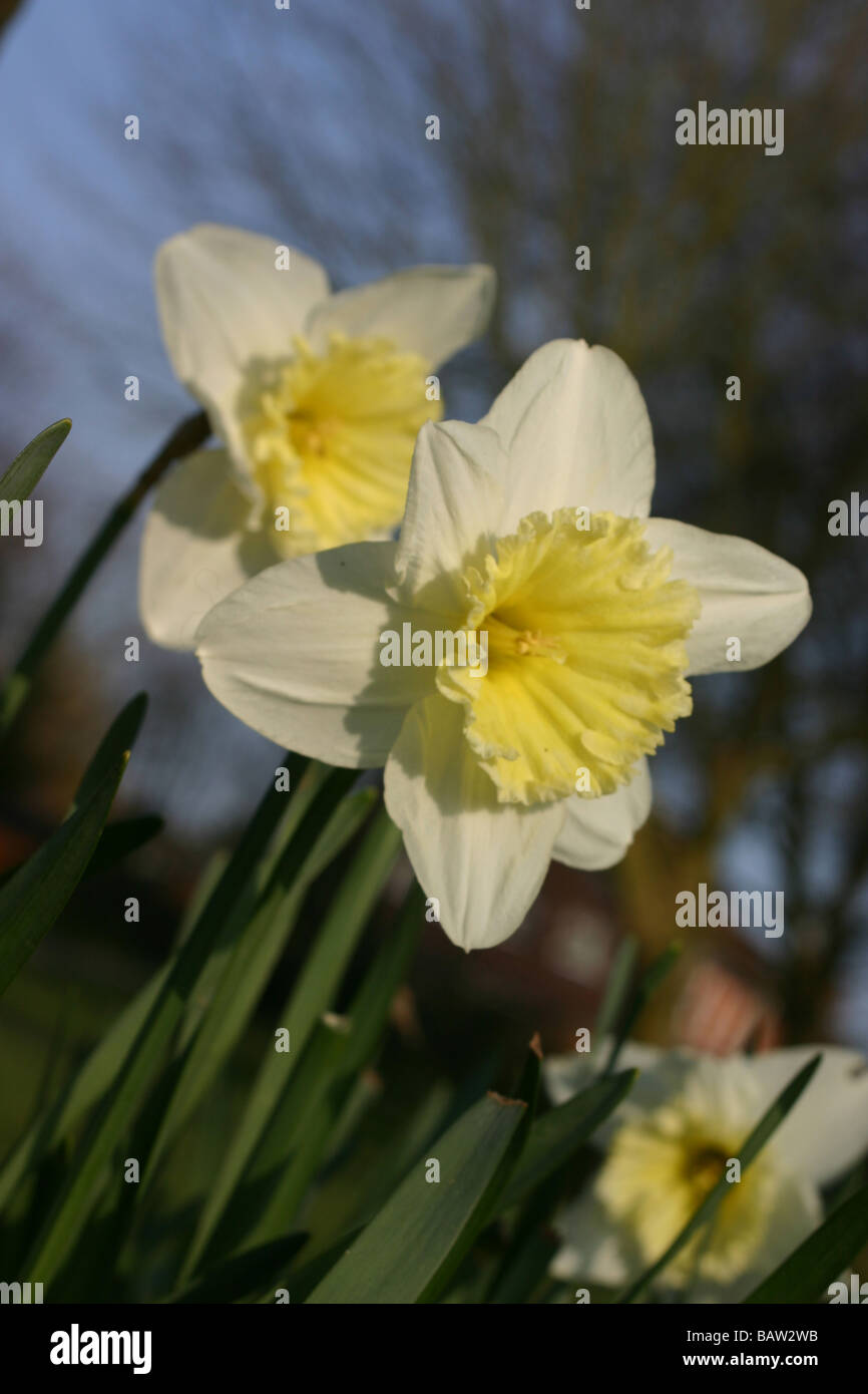 Daffodils in the Spring Sunshine Stock Photo - Alamy