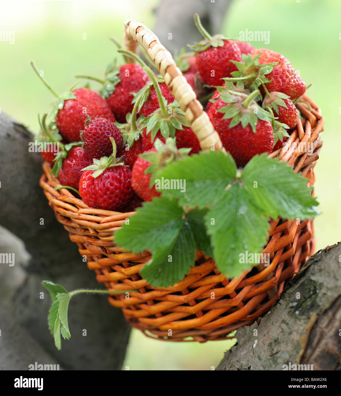 Foodi hi-res stock photography and images - Alamy