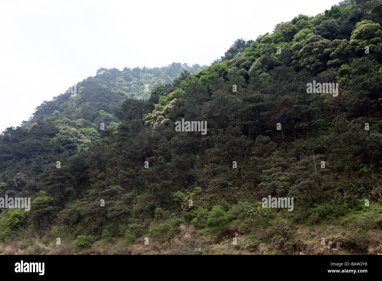view on chinese mountains covered with trees and green jungle forest ...