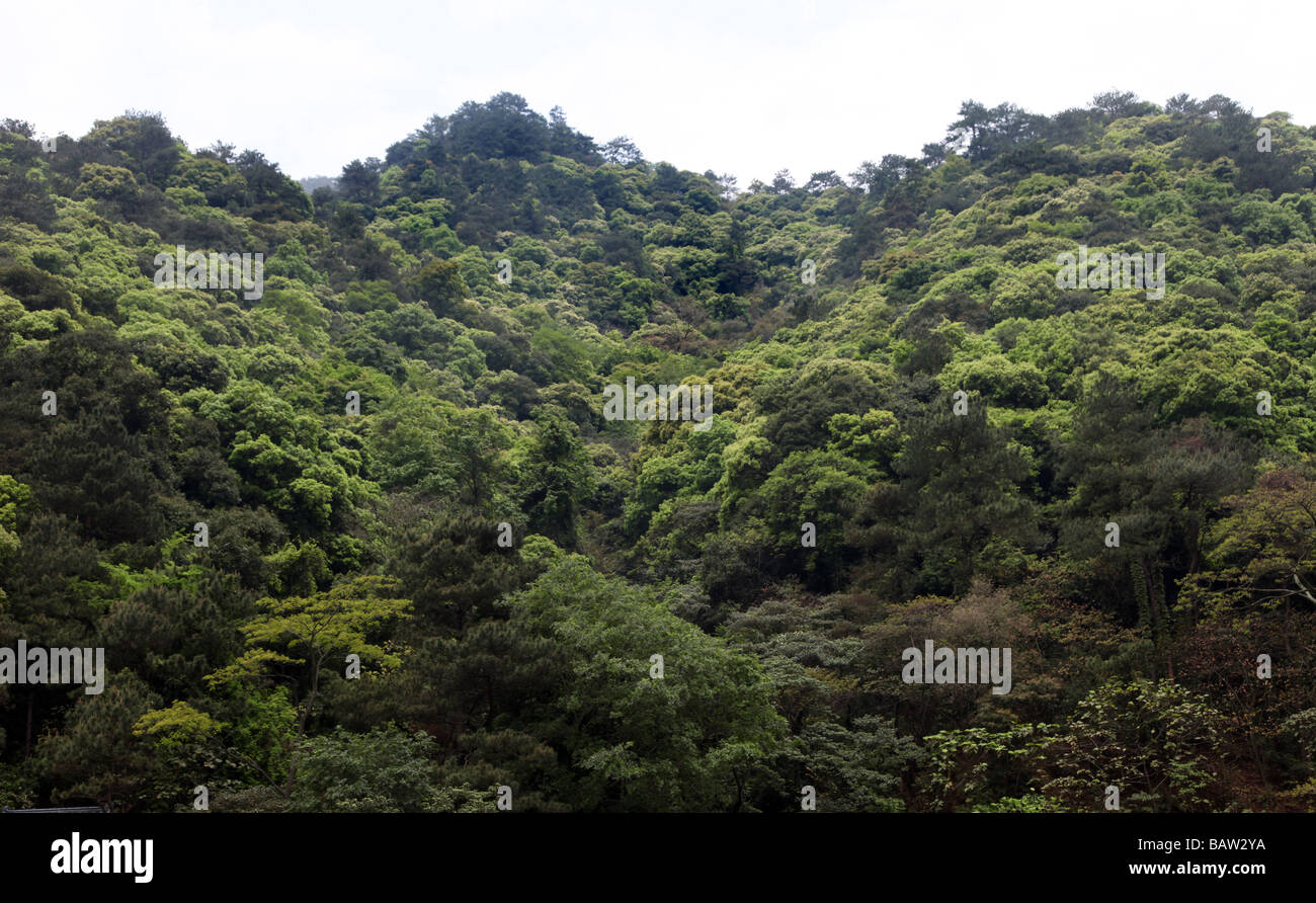 view on chinese mountains covered with trees and green jungle forest ...
