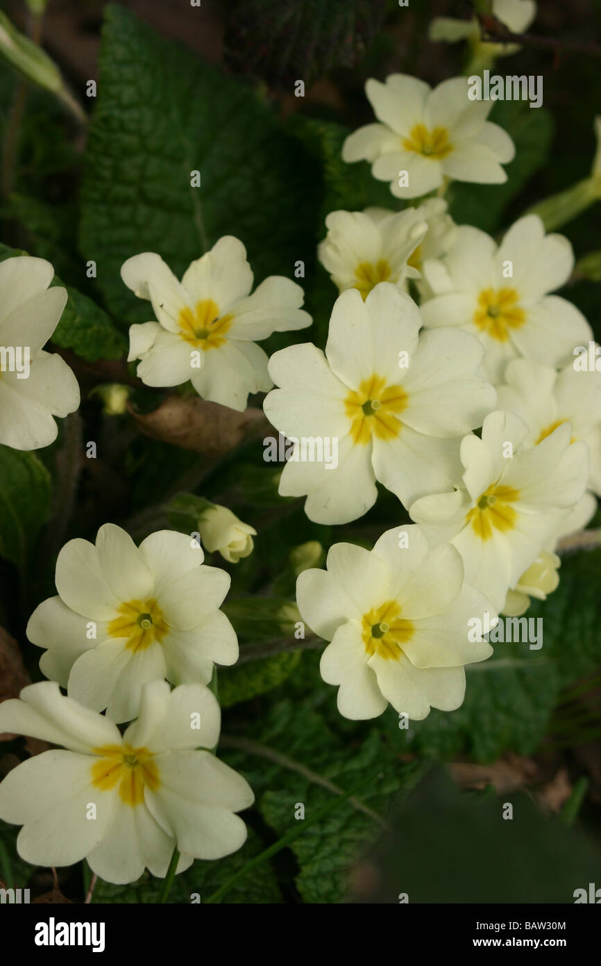 Primroses in Abbotts Wood Stock Photo - Alamy
