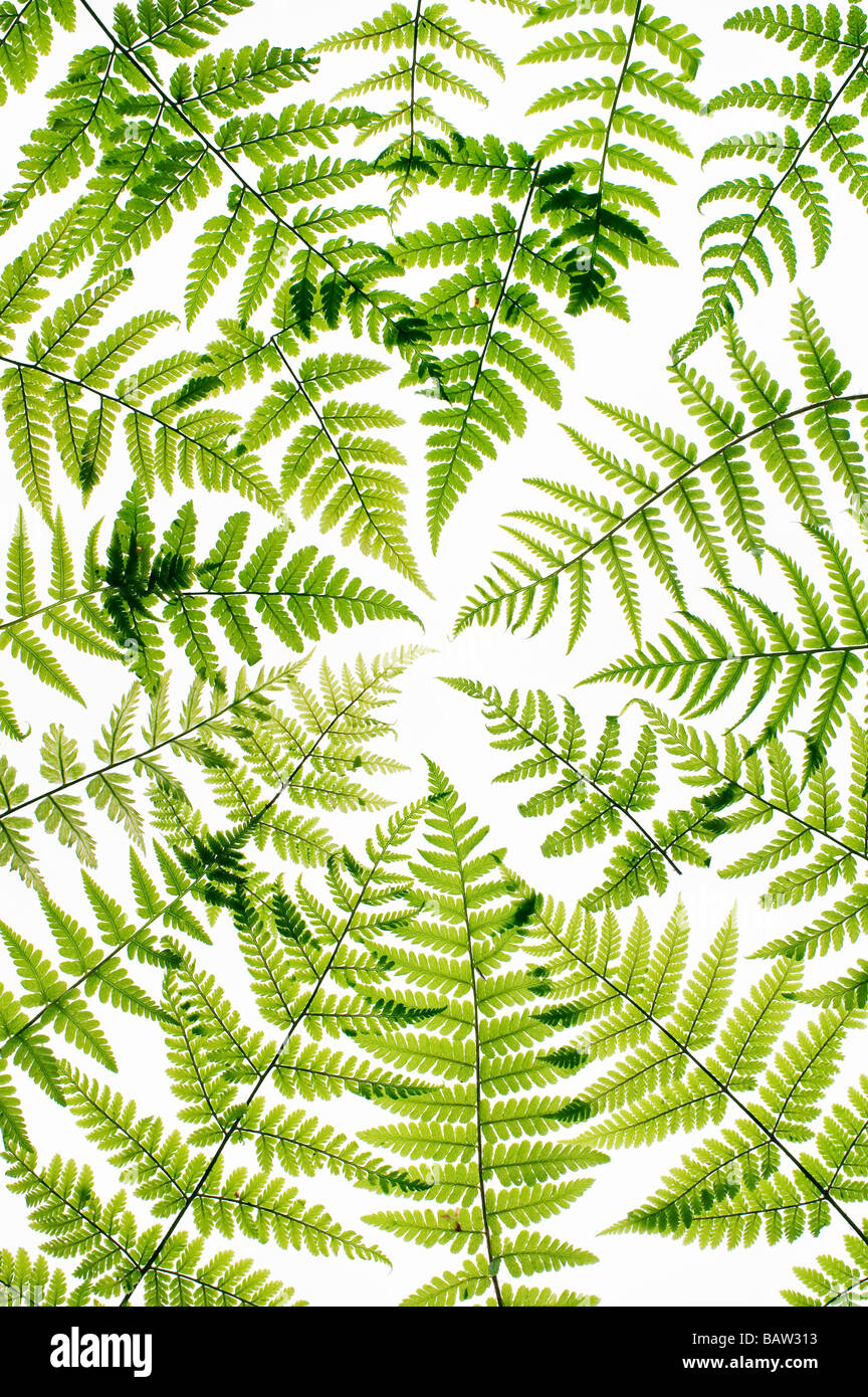 Fern fronds pattern on a white background Stock Photo - Alamy