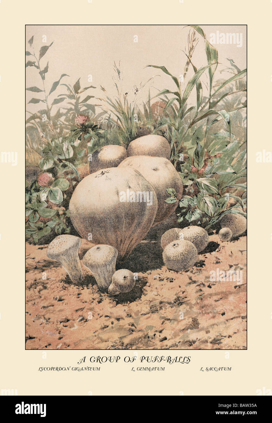 Puff balls fungi mushrooms hi-res stock photography and images - Alamy