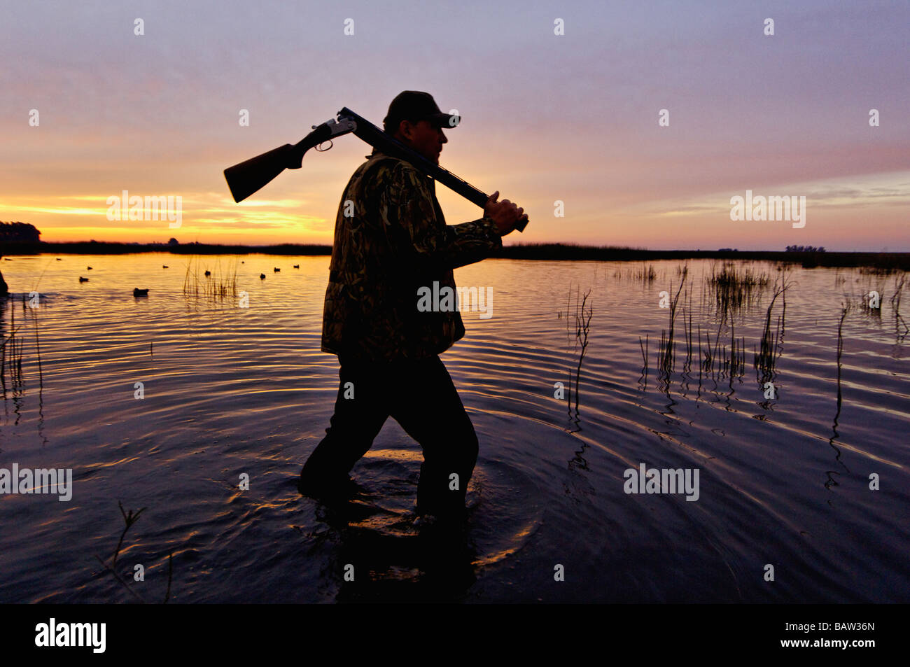 Duck Hunter Leaving Marsh at Sunset with Shotgun Over His Shoulder ...