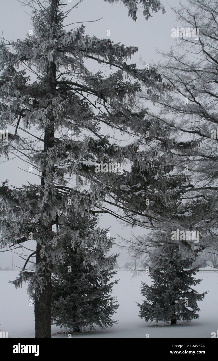 Snow covered white trees in the cold winter Stock Photo - Alamy