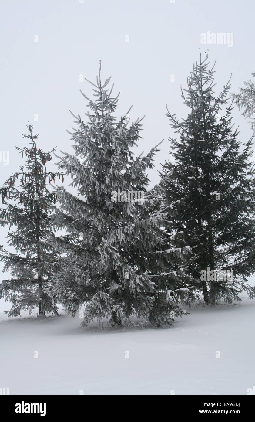 Snow covered white trees in the cold winter Stock Photo - Alamy