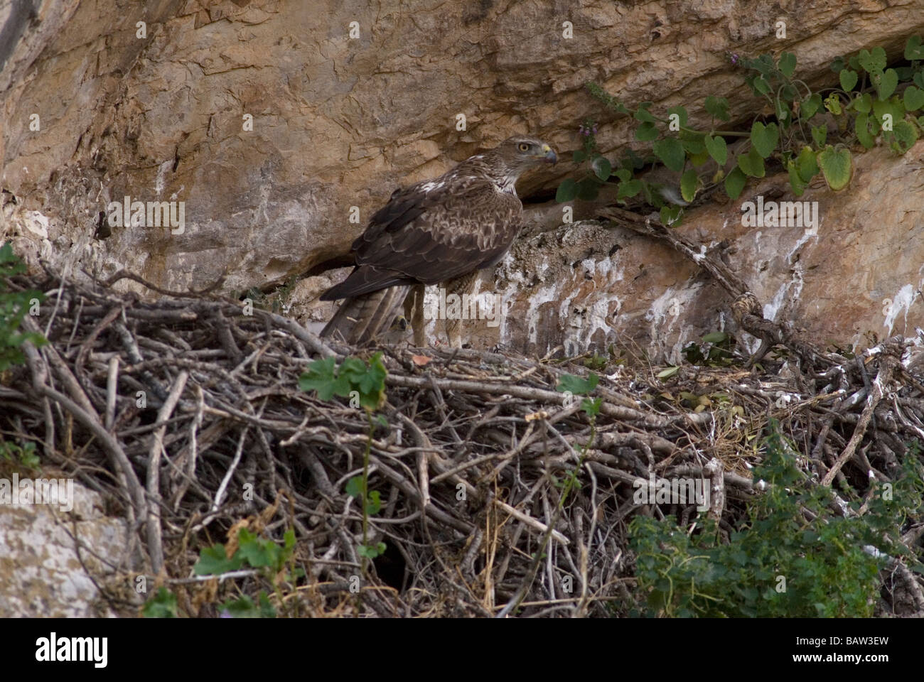 Adult Bonellis Eagle standing in nest Stock Photo - Alamy