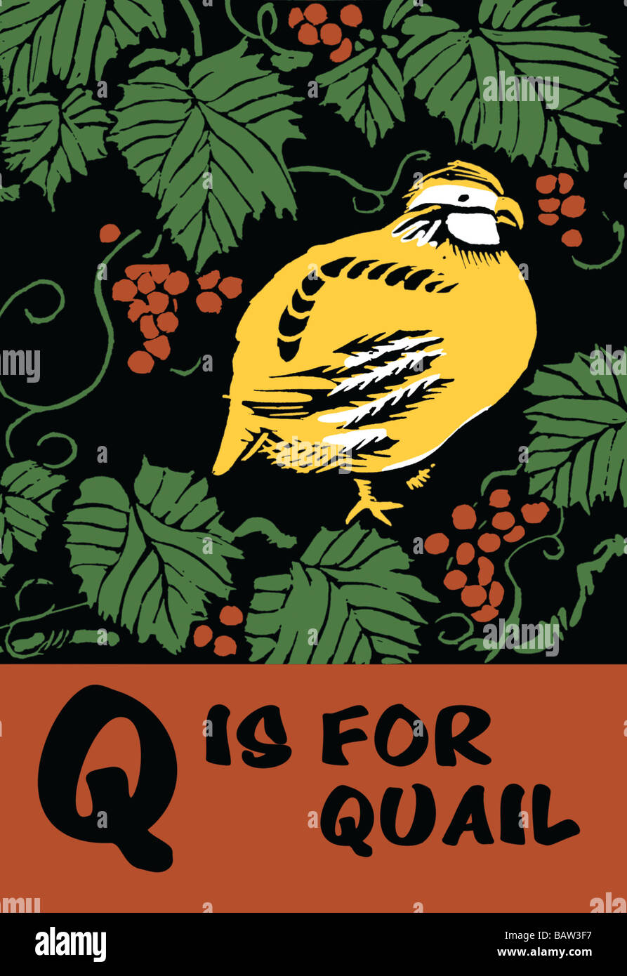 Q is for Quail Stock Photo - Alamy