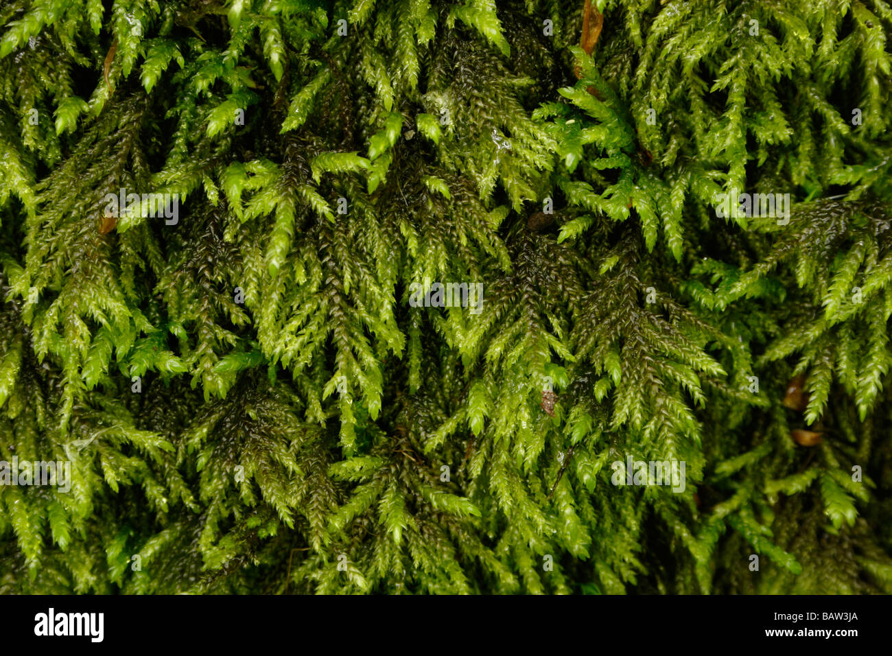 Holts hi-res stock photography and images - Alamy