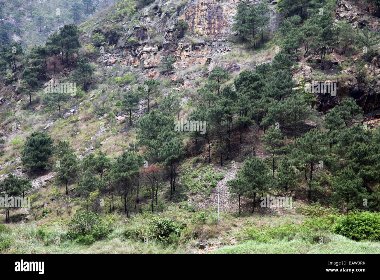 view on chinese mountains covered with trees and green jungle forest ...