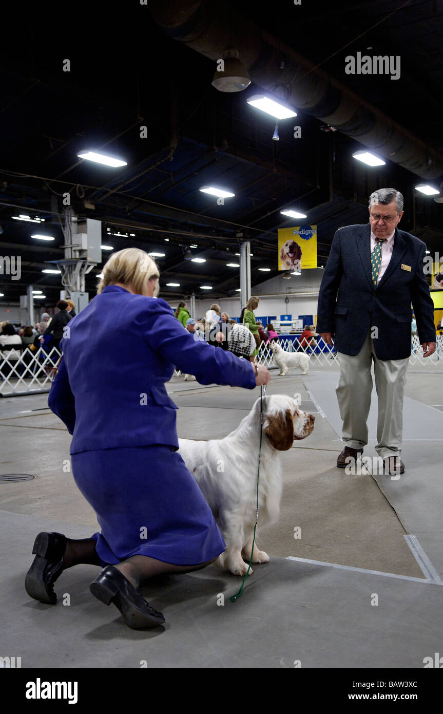 Clumber Spaniel being Shown in the Show Ring at the Louisville Dog Show ...