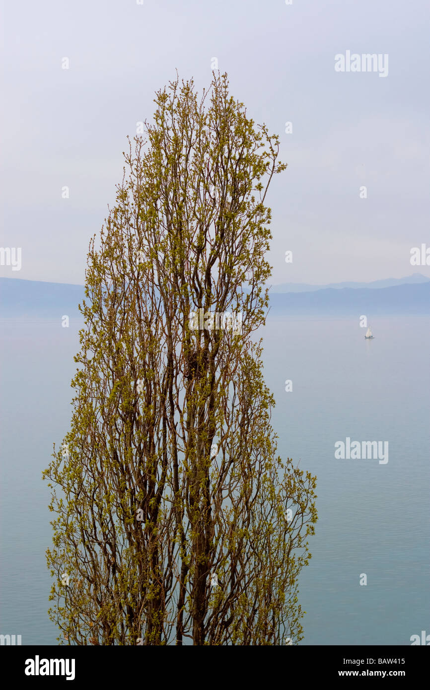 tall tree near Ohrid Lake Macedonia Stock Photo - Alamy