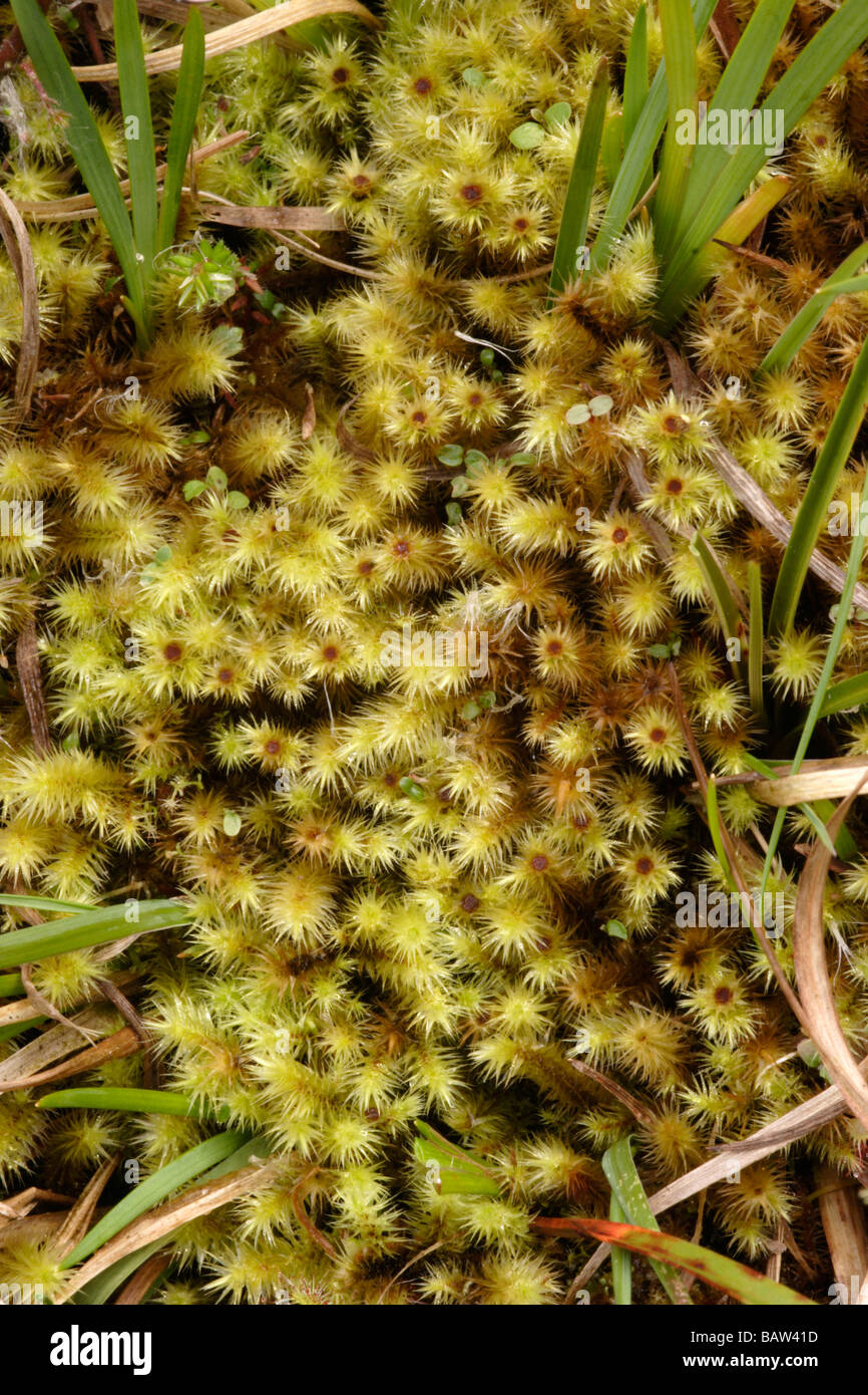 Golden head moss Breutelia chrysocoma with male flowers in a bog UK ...