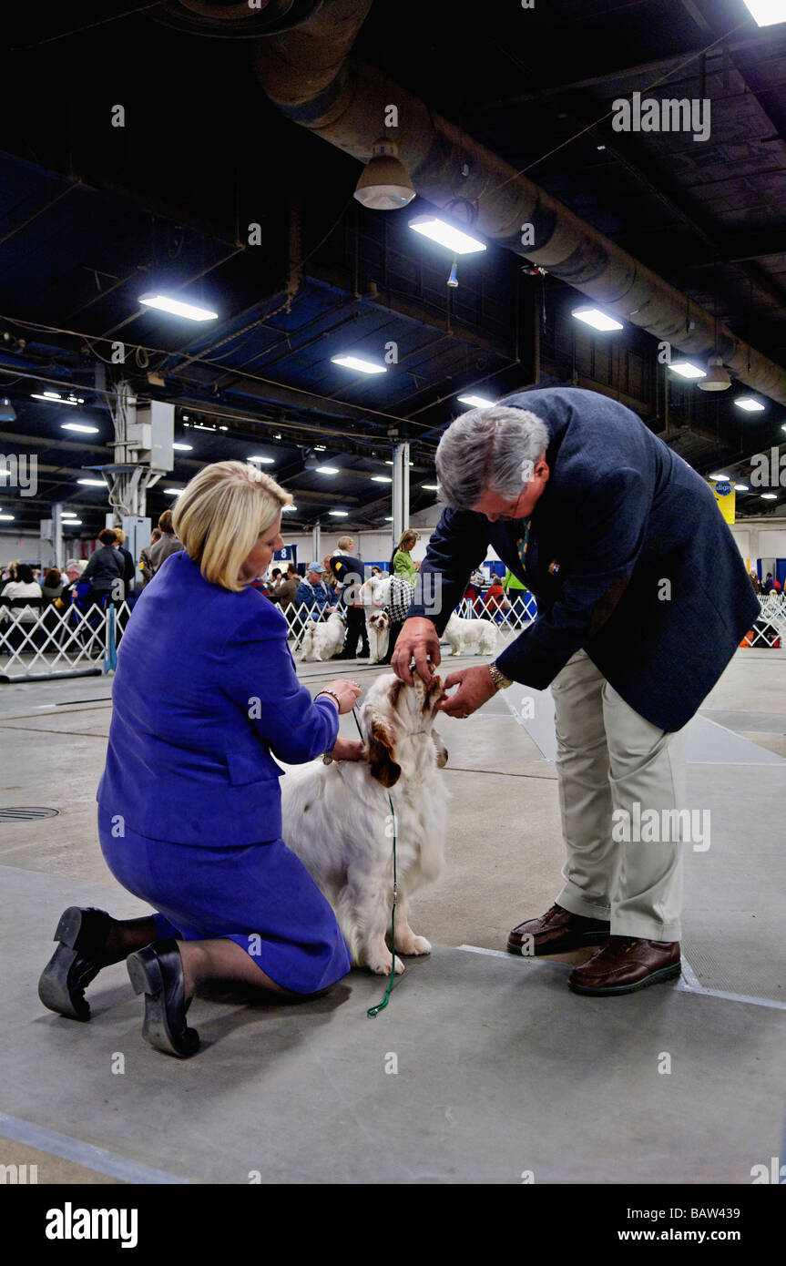The Bite of a Clumber Spaniel being Examined by the Judge in the Show ...