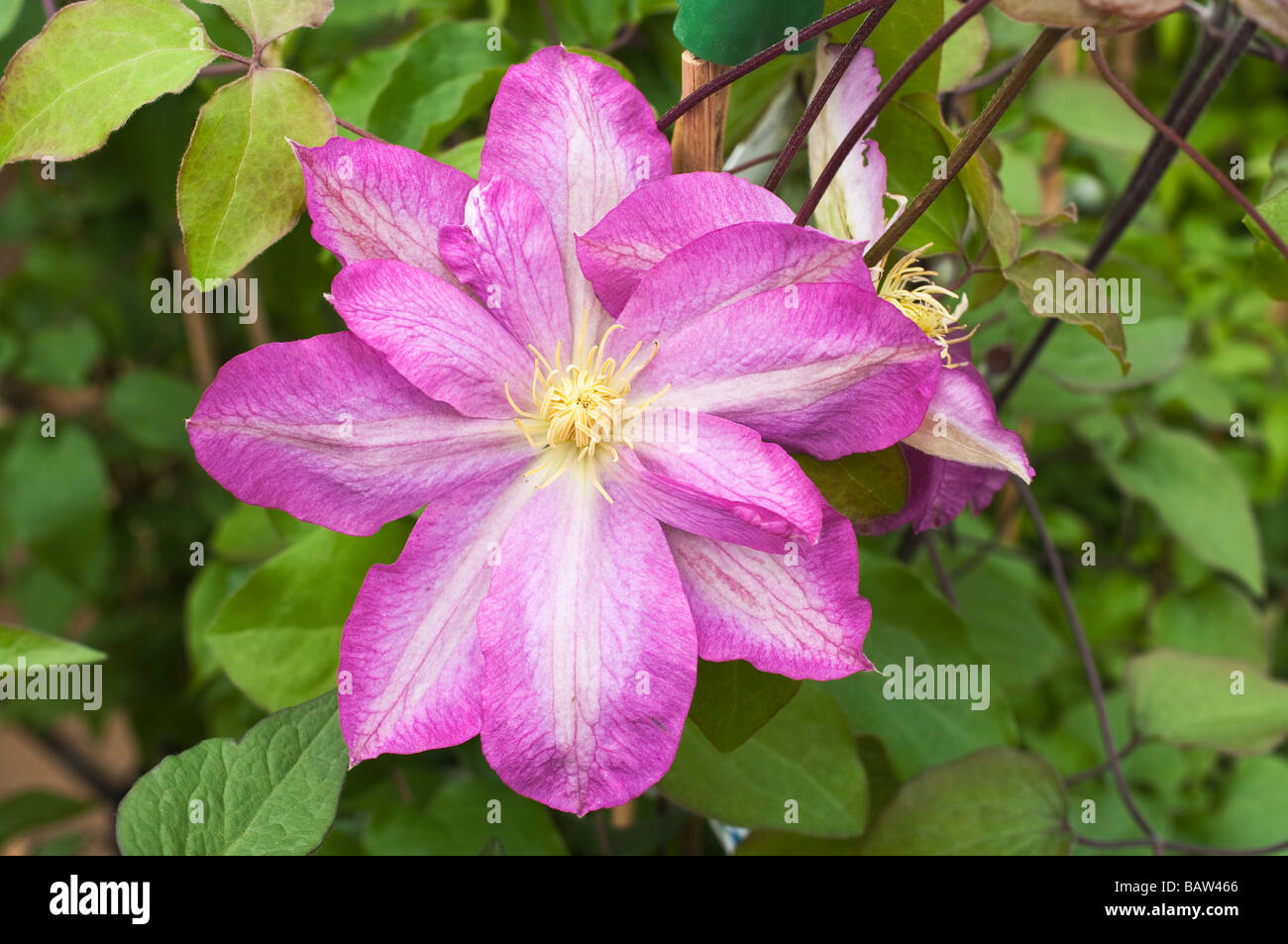 Clematis patens hi-res stock photography and images - Alamy