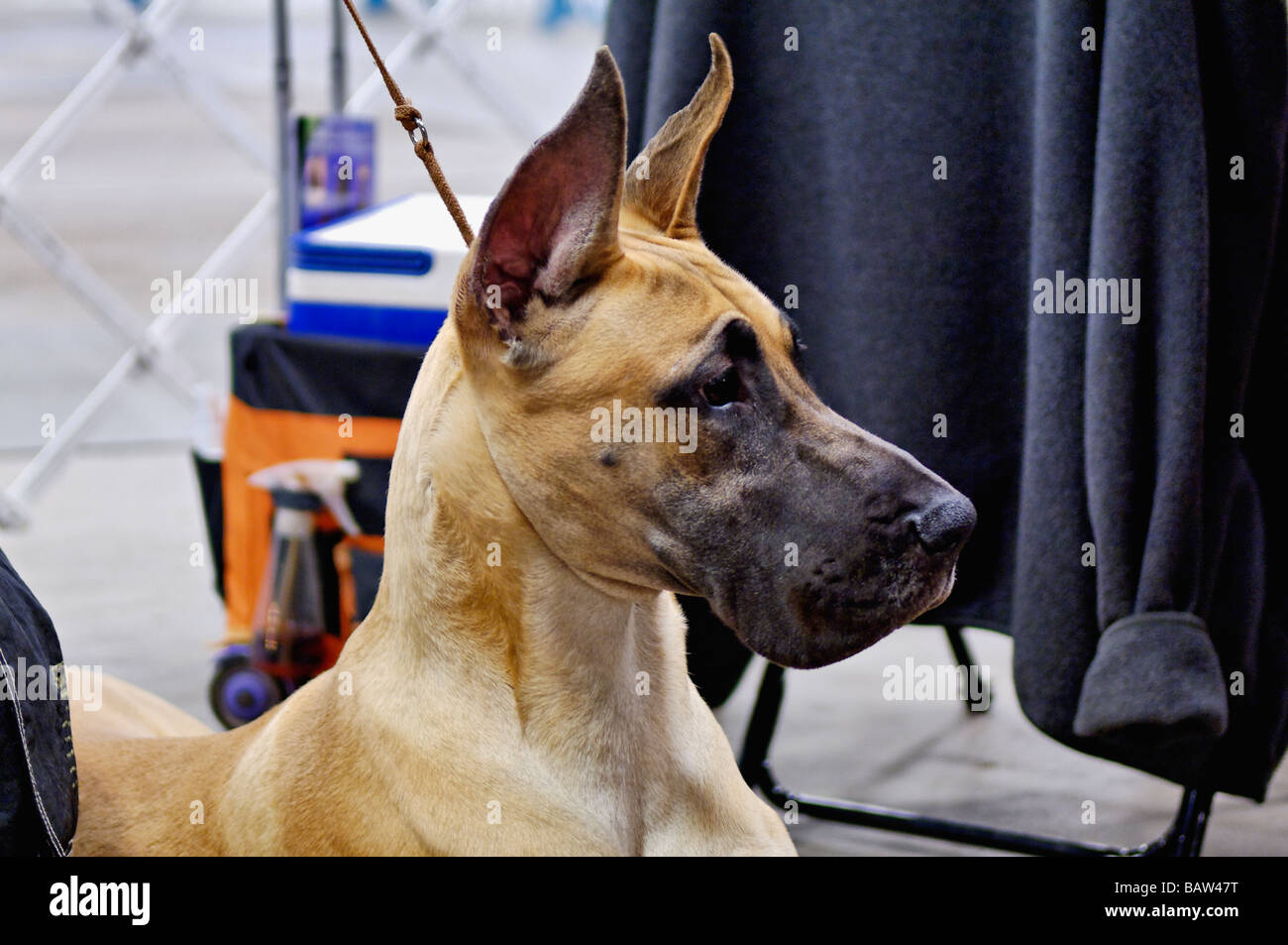 Great Dane Portrait Stock Photo - Alamy