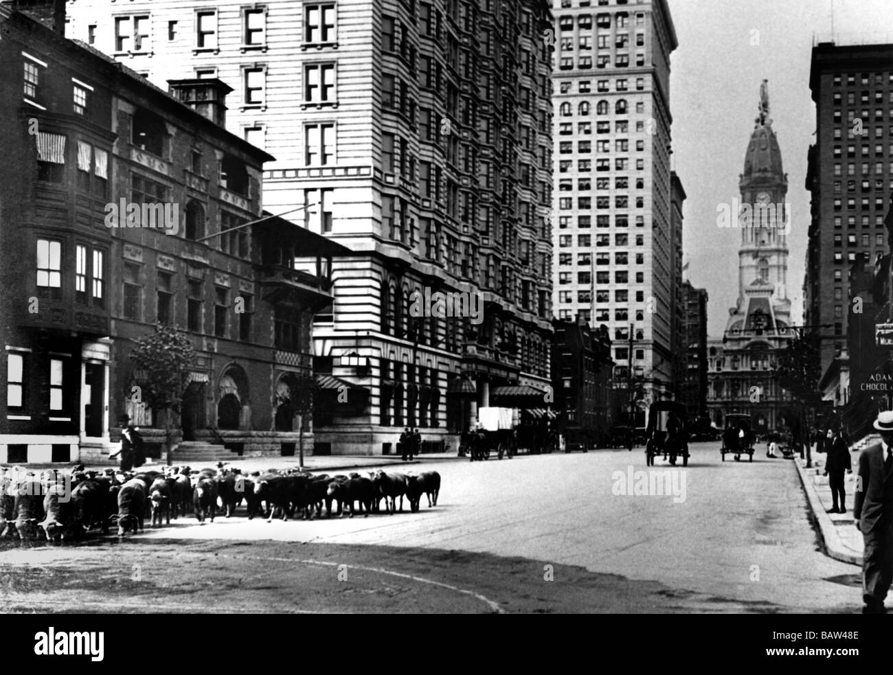 Photography of sheep Black and White Stock Photos & Images - Alamy