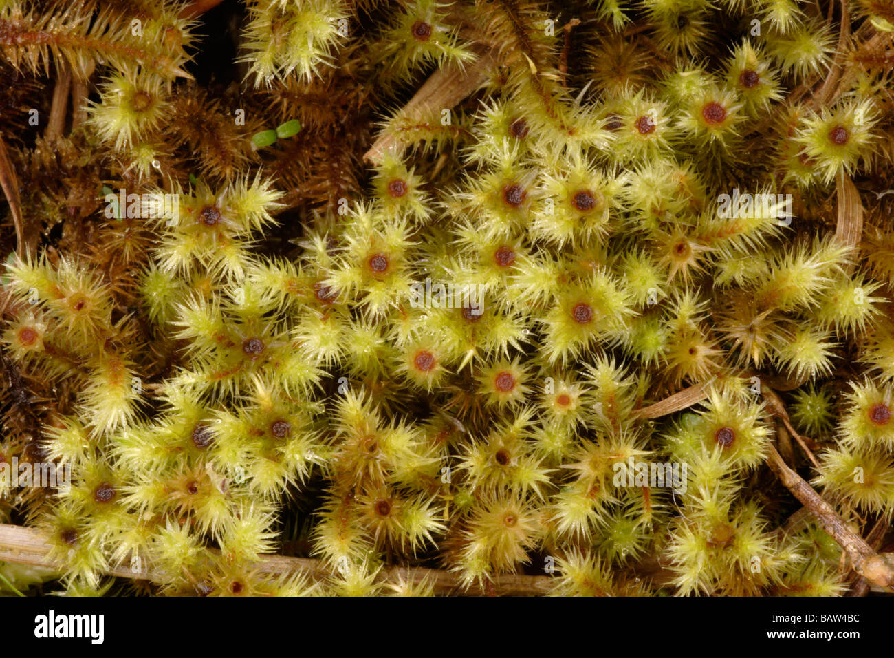 Golden head moss Breutelia chrysocoma with male flowers in a bog UK ...