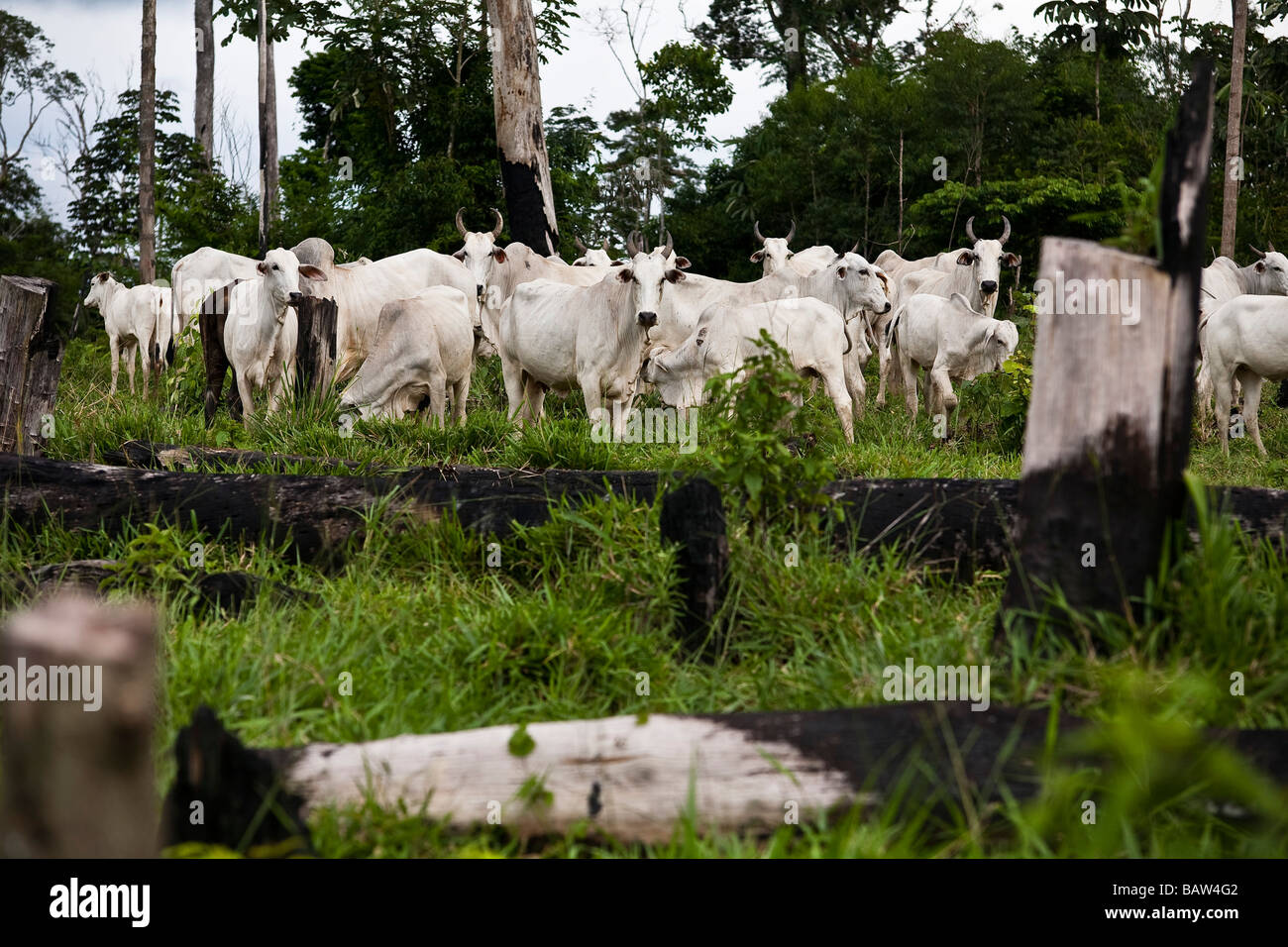 Cattle raising deforestation flona jamanxim hi-res stock photography ...