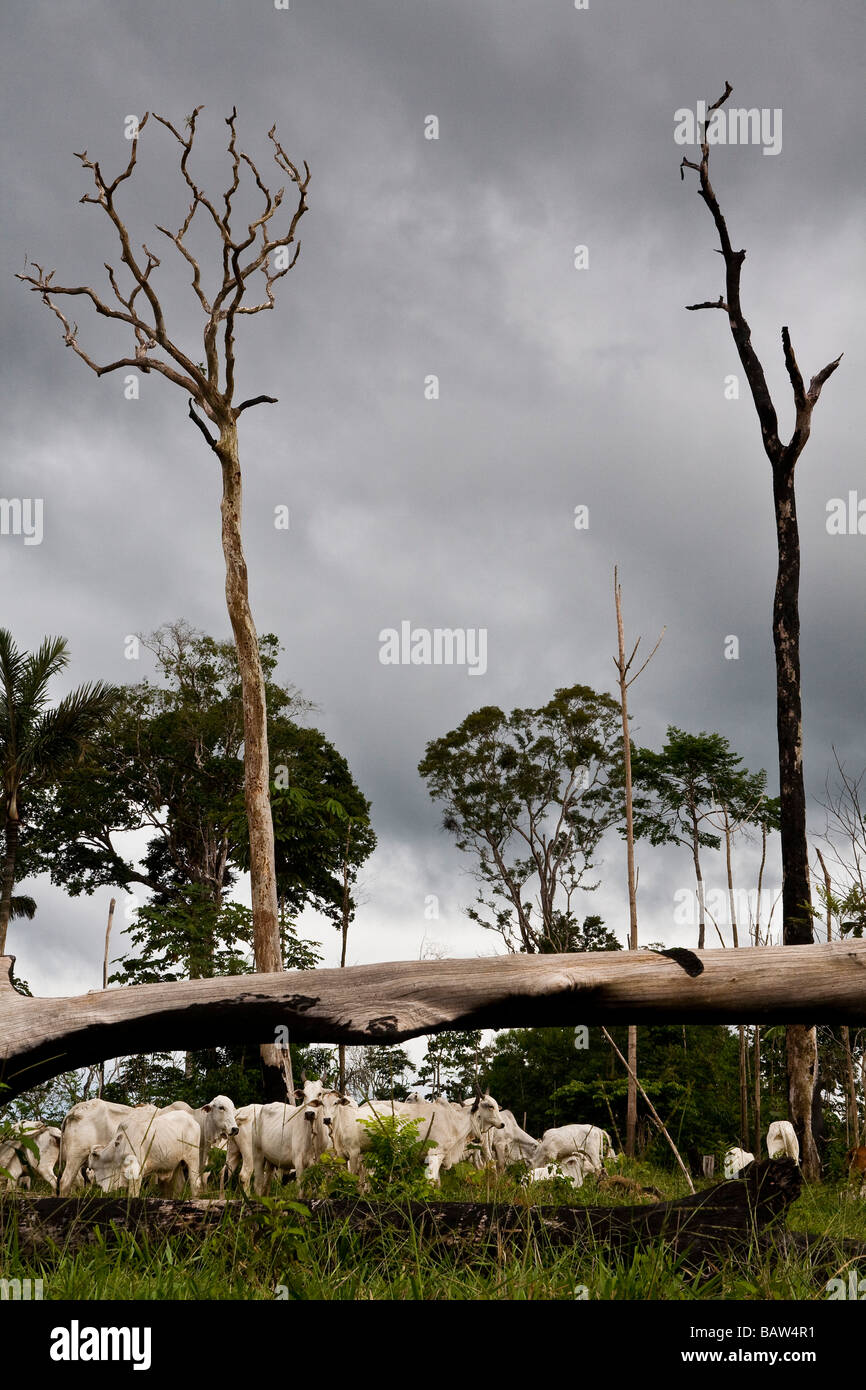 Amazon rainforest deforestation cattle hi-res stock photography and ...