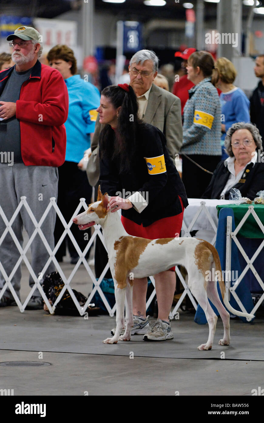 Southern hound show hi-res stock photography and images - Alamy