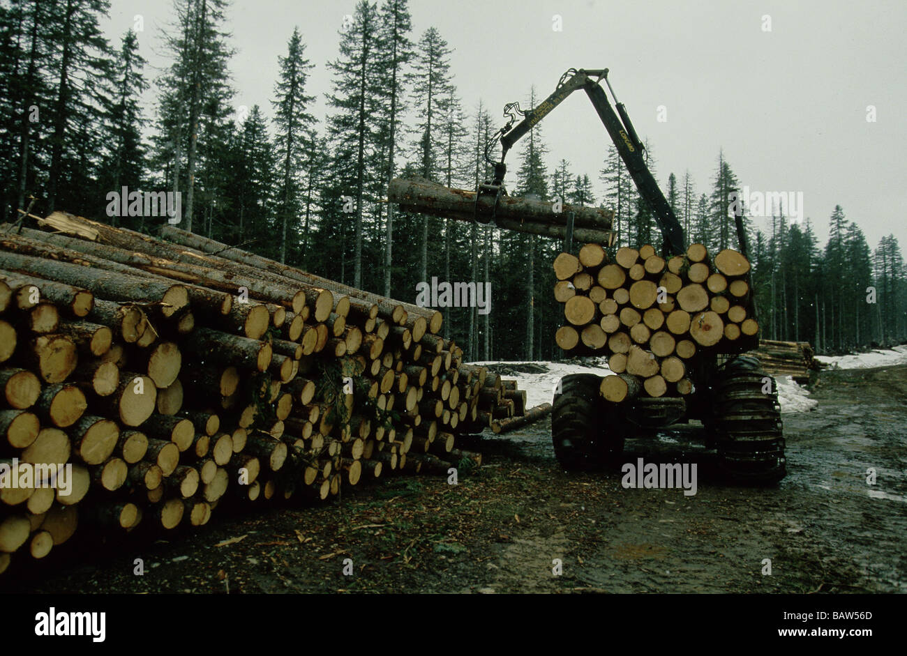 Illegal logging siberia hi-res stock photography and images - Alamy
