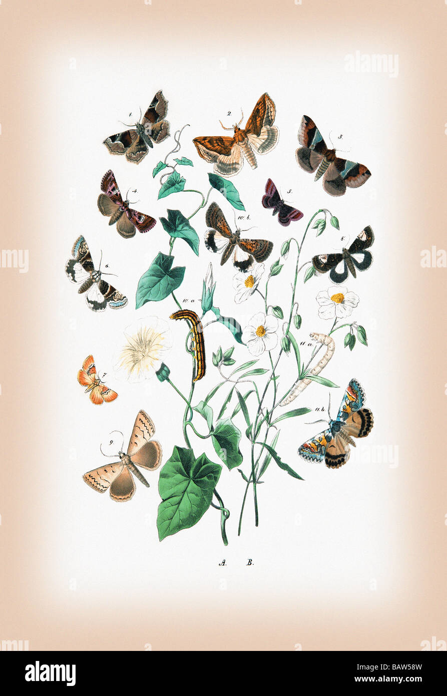 Moths: Zethes Insularis,Cerocala Scapulosa,et al Stock Photo - Alamy