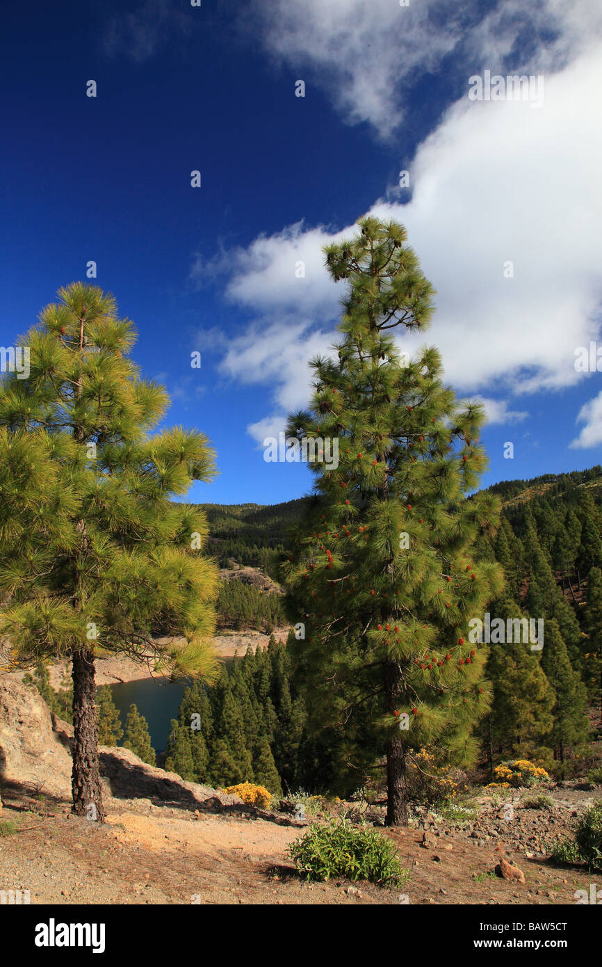Mediterranean pine trees hi-res stock photography and images - Alamy