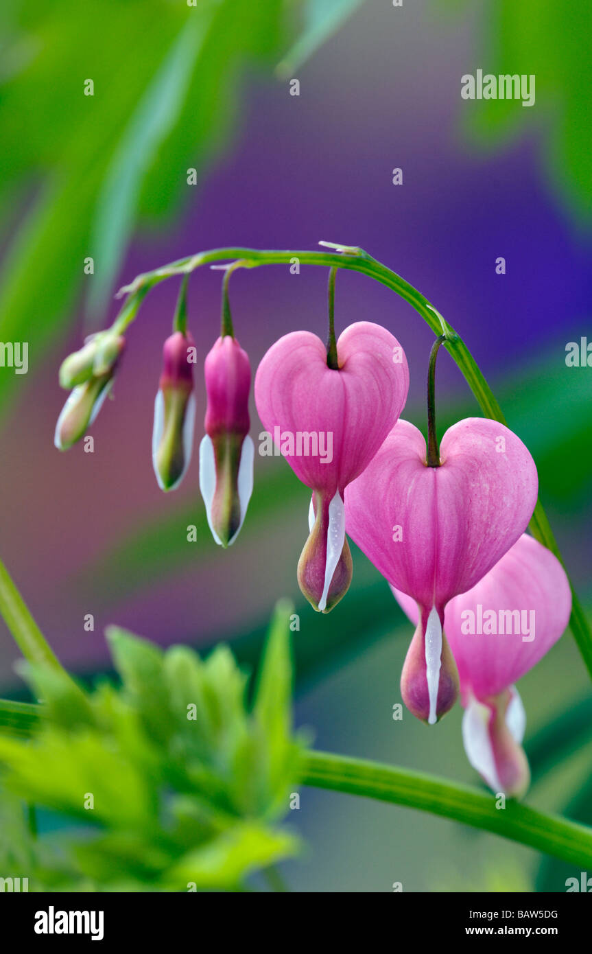 Bleeding hearts in garden hi-res stock photography and images - Alamy