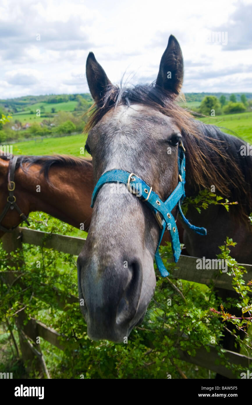 Turville , head of gray horse with blue bridle in field looks into ...