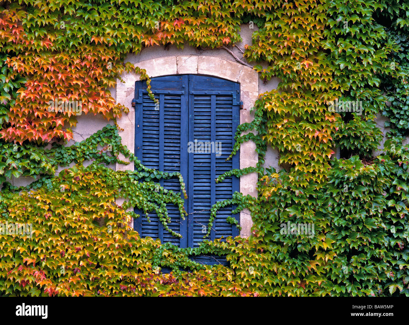 Autumn colored ivy grows over a louvered window in the Provencal ...