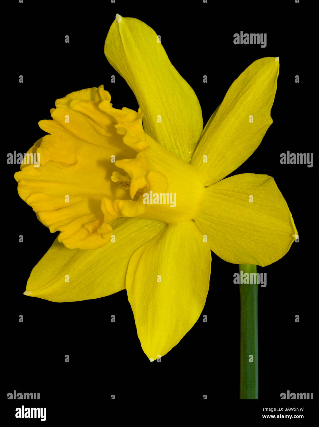 Yellow Daffodil Blossom Stock Photo - Alamy