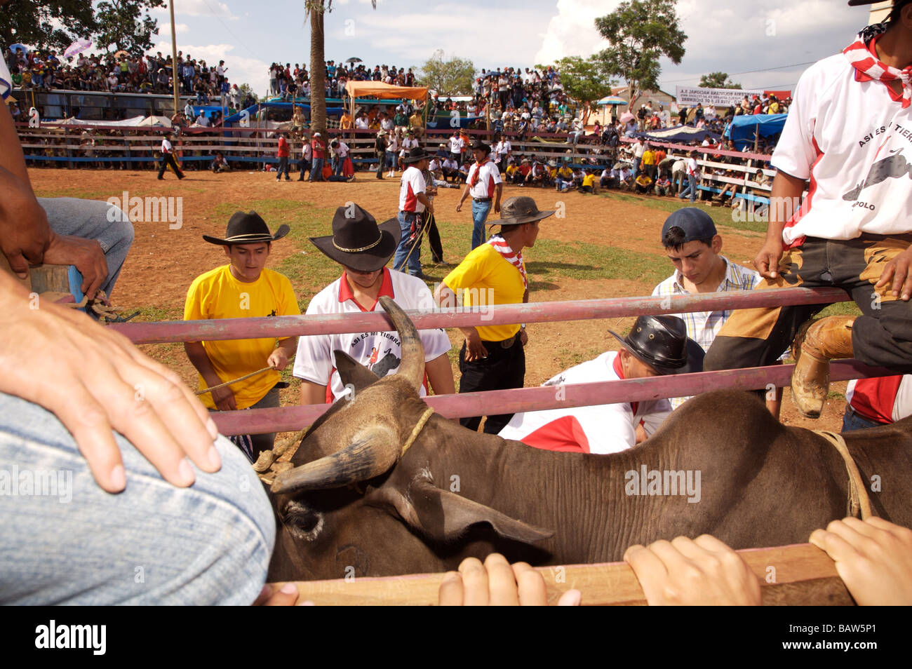 caged bull is prepared to enter the ring in Apolo Bolivia Stock Photo ...