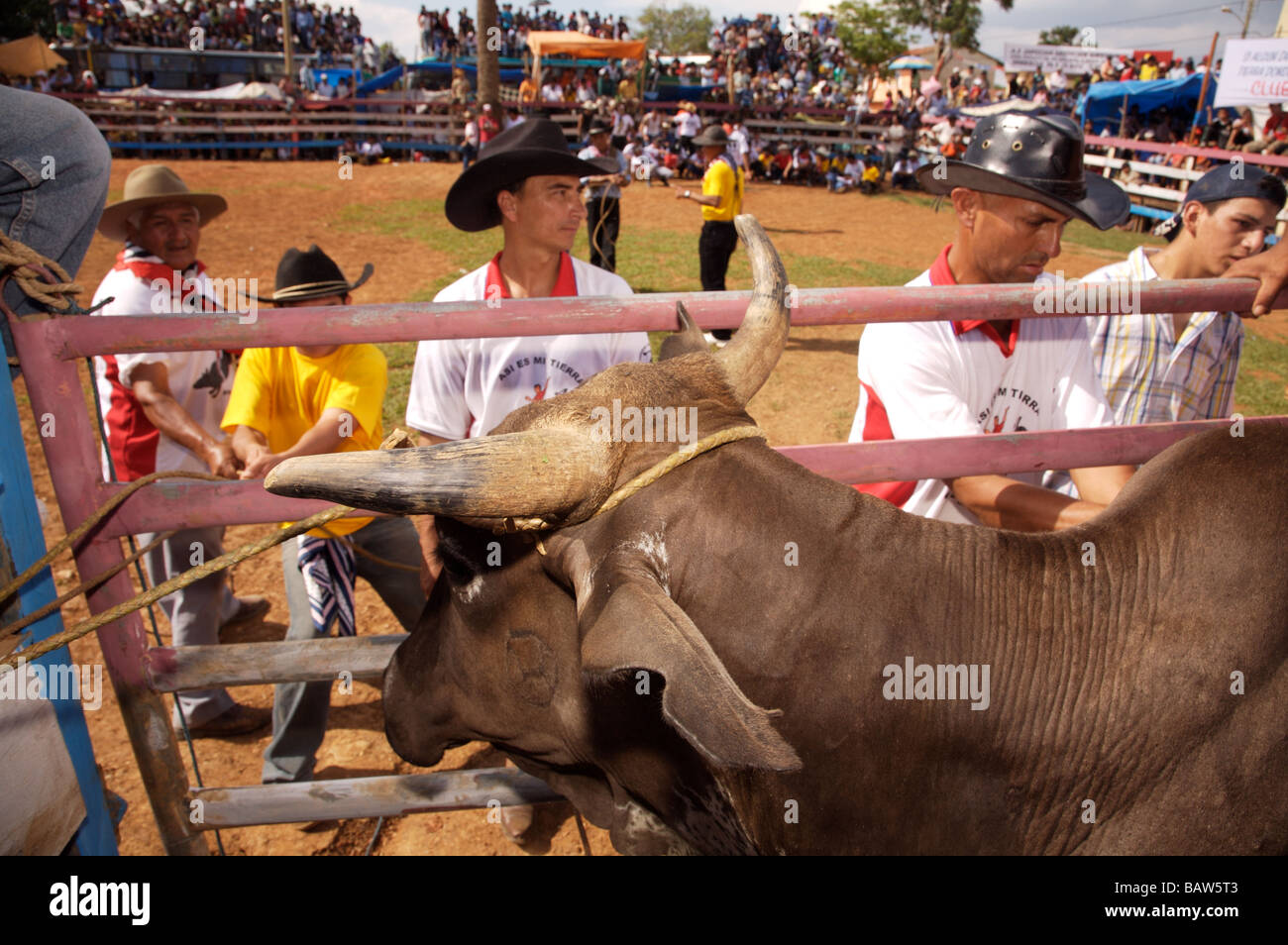 caged bull is prepared to enter the ring in Apolo Bolivia Stock Photo ...