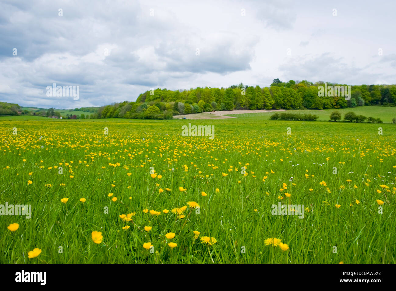 Cotswold field with flowers hi-res stock photography and images - Alamy
