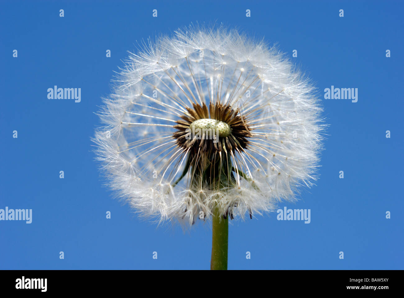 Round seed head hi-res stock photography and images - Alamy