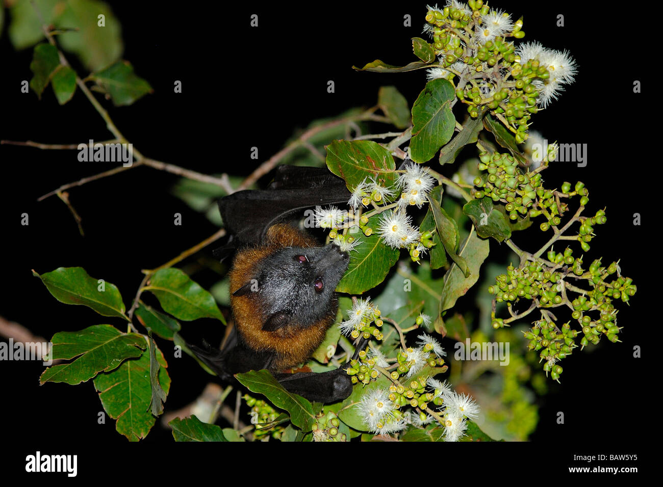 Flying fox feeding at night Stock Photo - Alamy