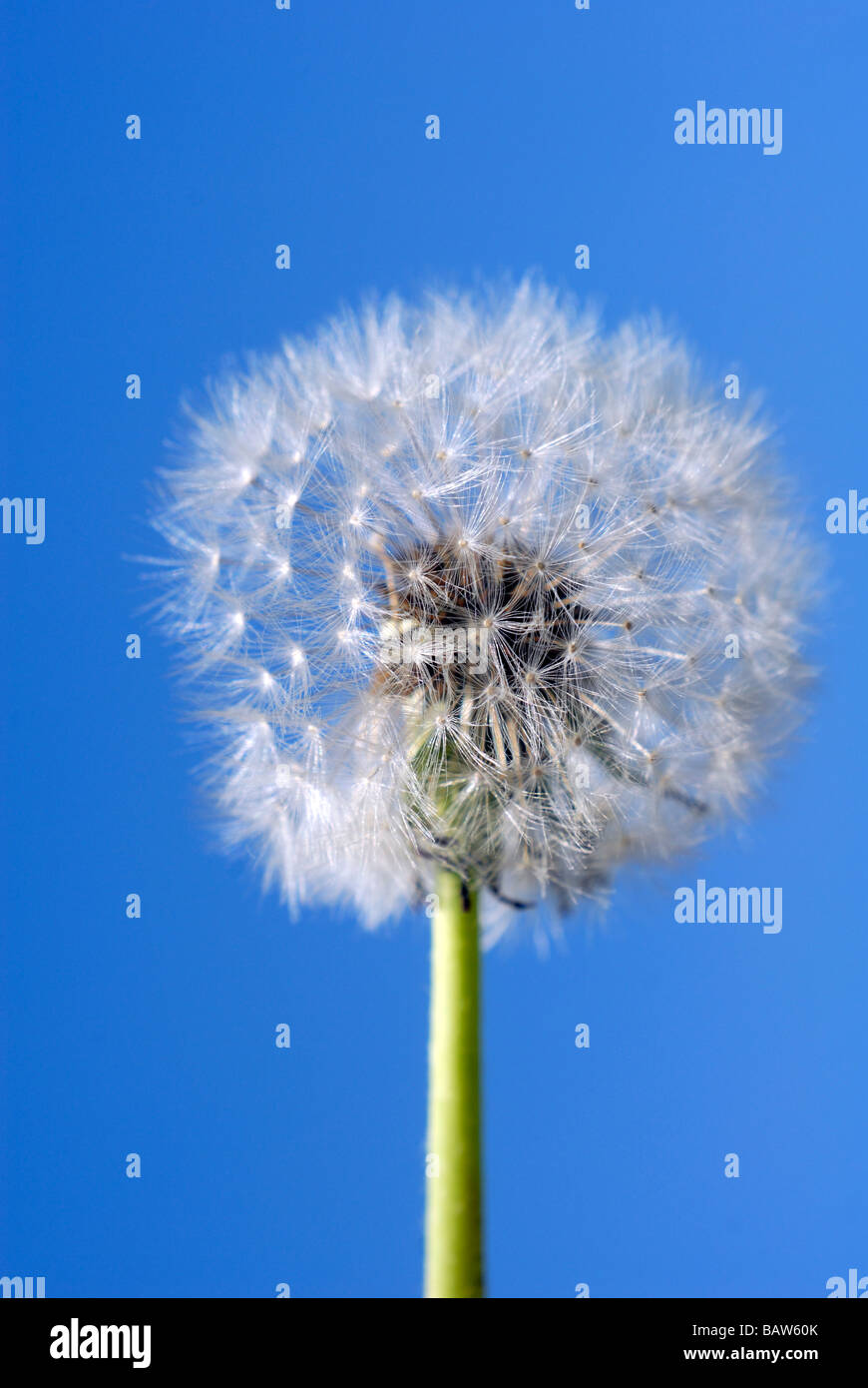 Dandelion head flowers Stock Photo - Alamy