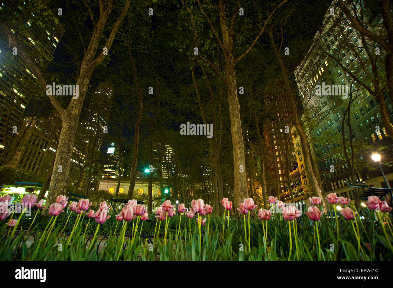 Tulips blooming at night in a busy city Stock Photo - Alamy