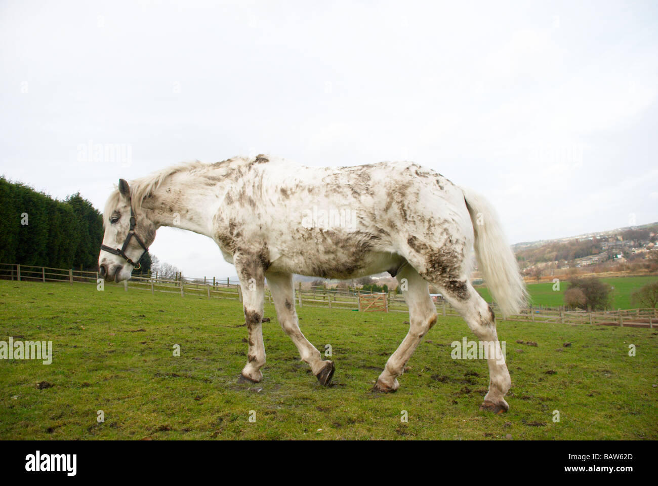 dirty white horse grazing Stock Photo - Alamy